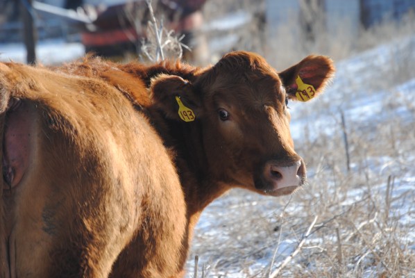 Wordless Wednesday – Cows | Wag'n Tales