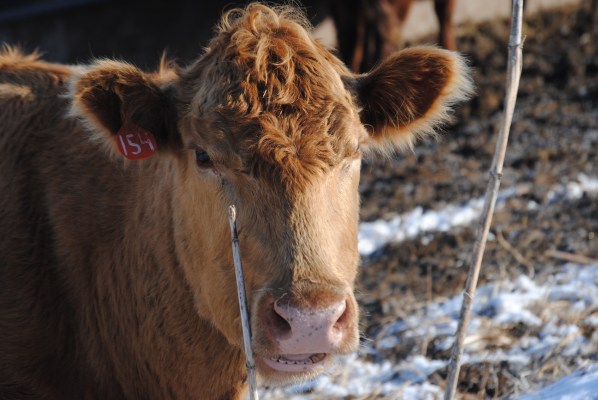 Wordless Wednesday – Cows | Wag'n Tales