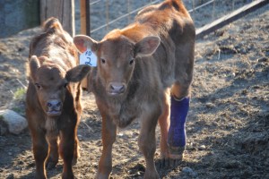 Calf in a cast | Wag'n Tales
