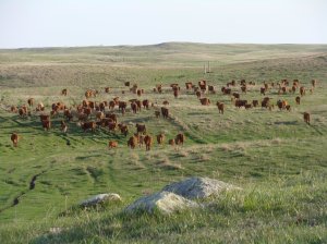 The definition of disaster | Wag'n Tales